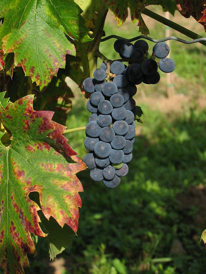 Ertragsreben & Unterlagsreben für Profis – reben24.de | Vitiserve GmbH